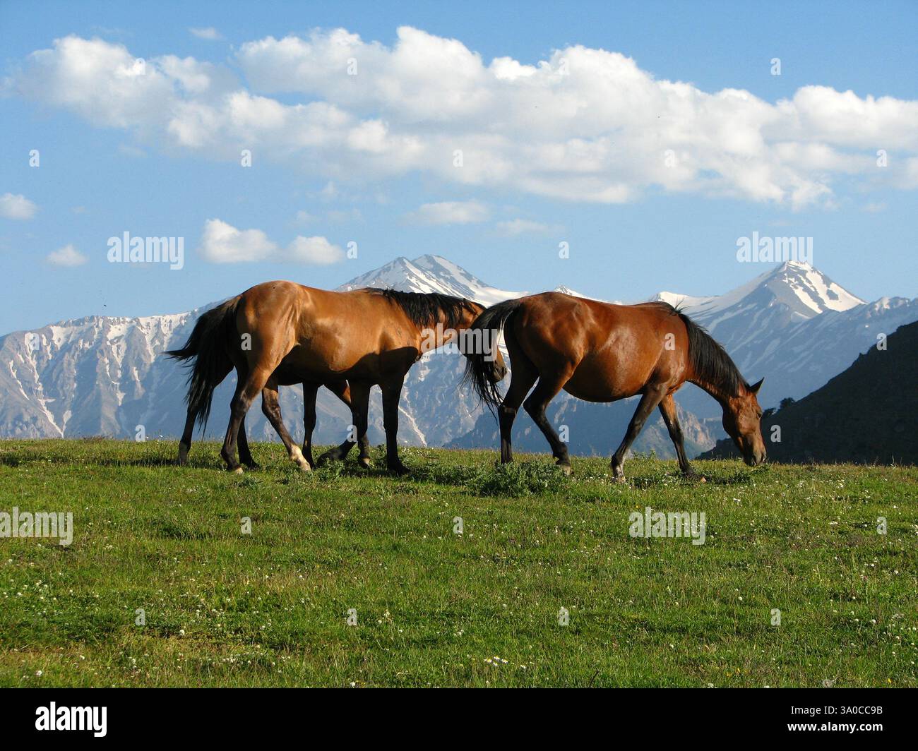 Tonekabon hi-res stock photography and images - Alamy