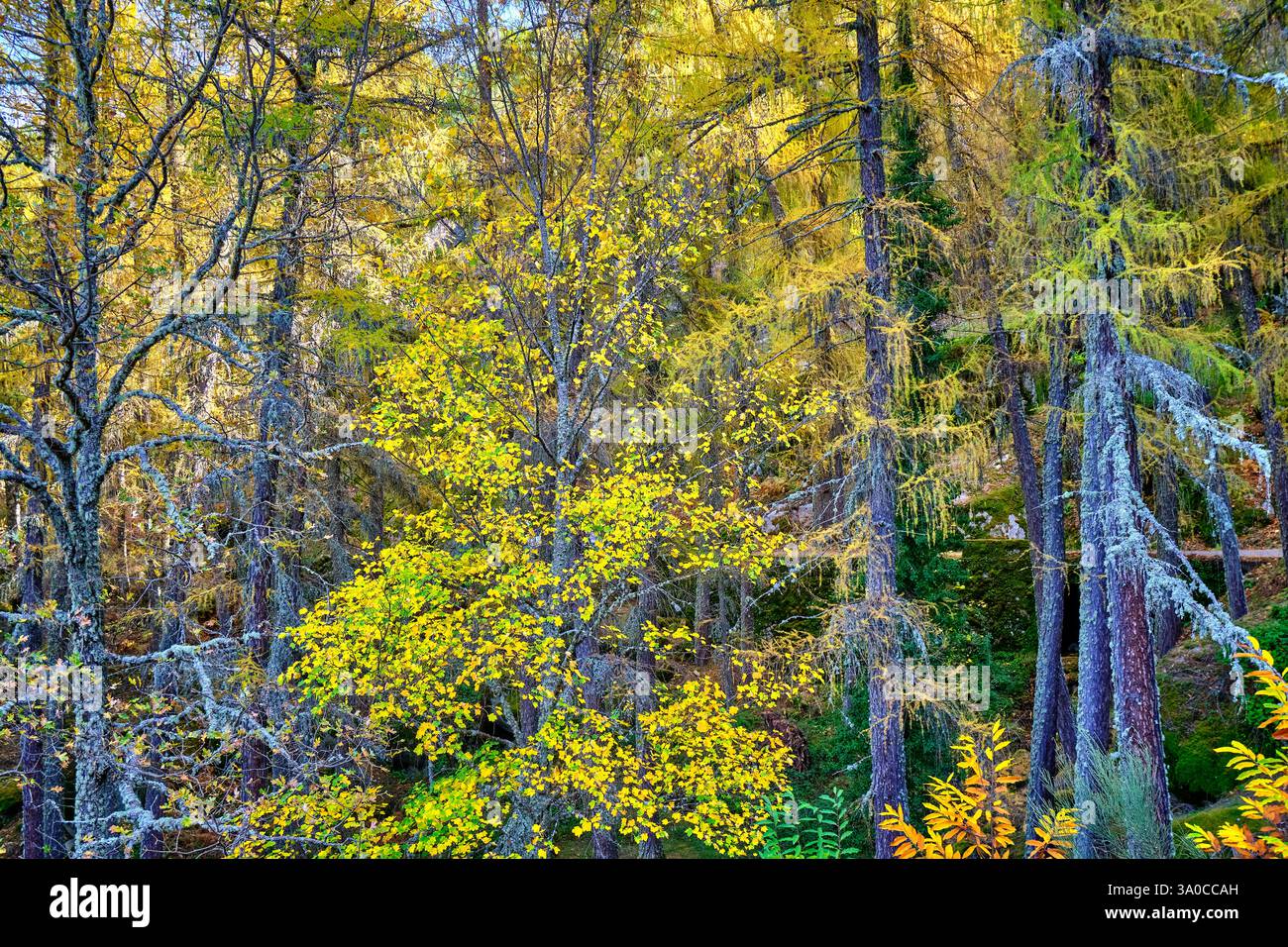 Acer pseudoplatanus portugal hi-res stock photography and images - Alamy