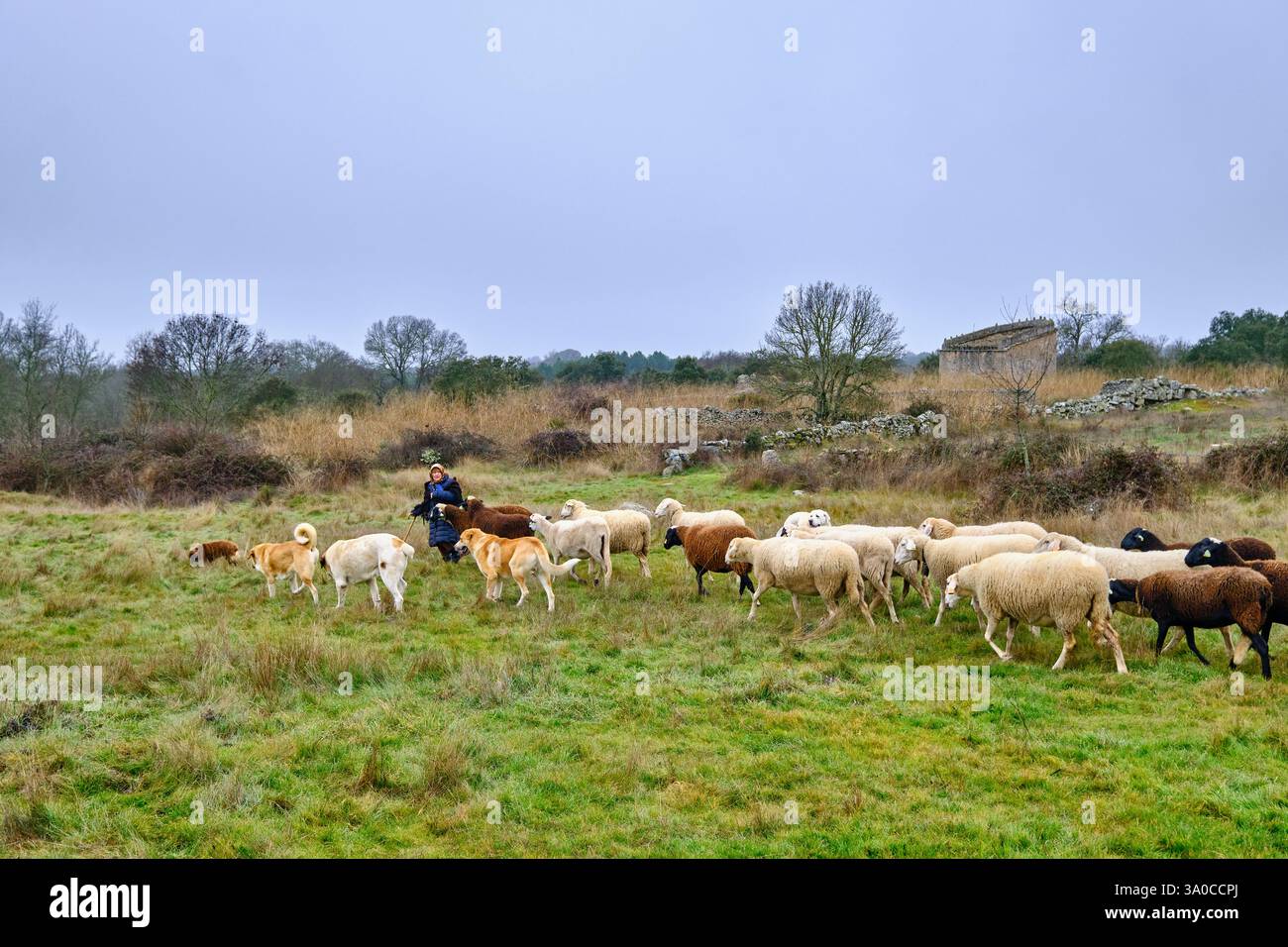 A shepherdess with her flock of sheep of the breed "Churra Mirandesa ...