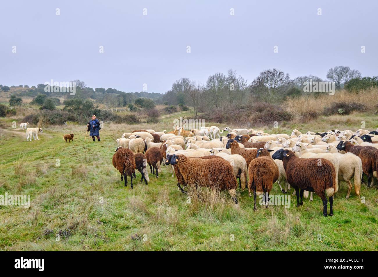 A shepherdess with her flock of sheep of the breed "Churra Mirandesa ...