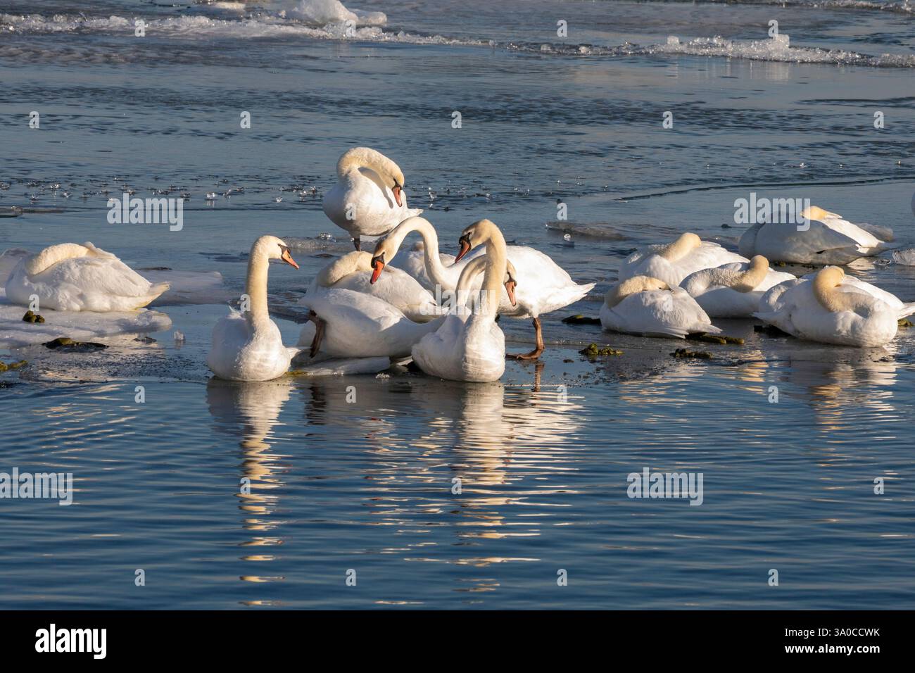Detroit, Michigan - Mute swans (Cygnus olor) on the ice in the Detroit ...