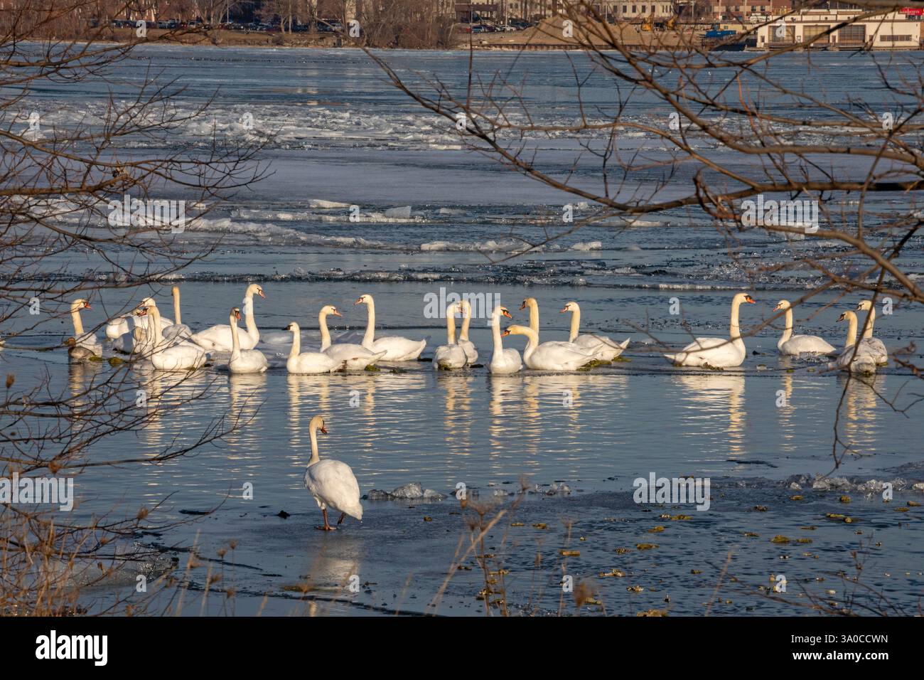 Detroit, Michigan - Mute swans (Cygnus olor) on the ice in the Detroit ...