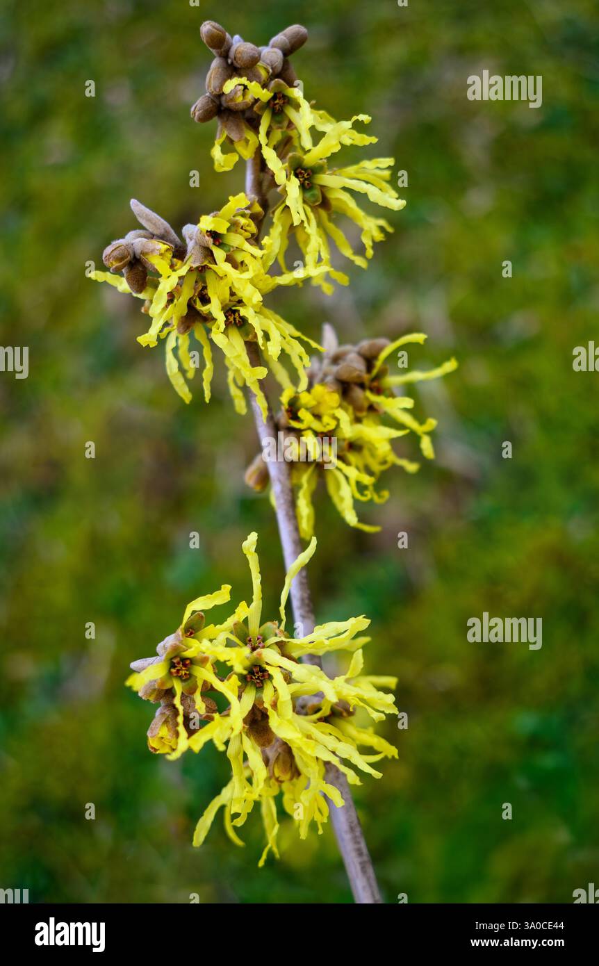 Witch hazel branch with flowers in a garden Stock Photo - Alamy