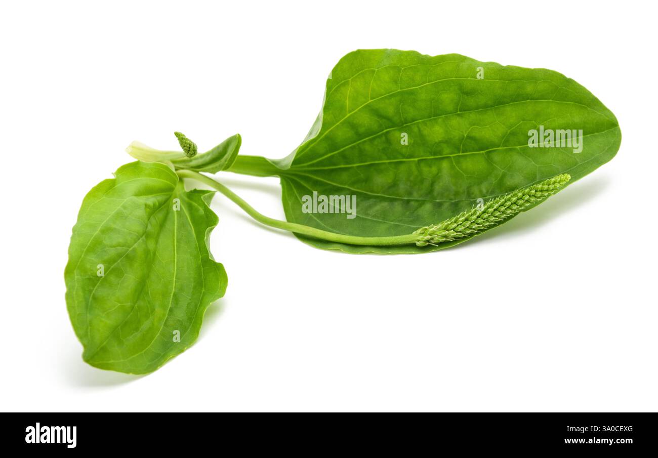 Broadleaf plantain plant leaves with ear isolated on white background ...