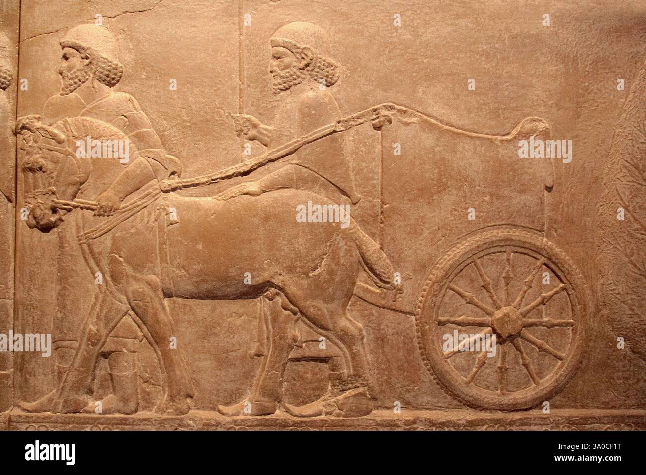 Assyrian War Chariot Stock Photo - Alamy
