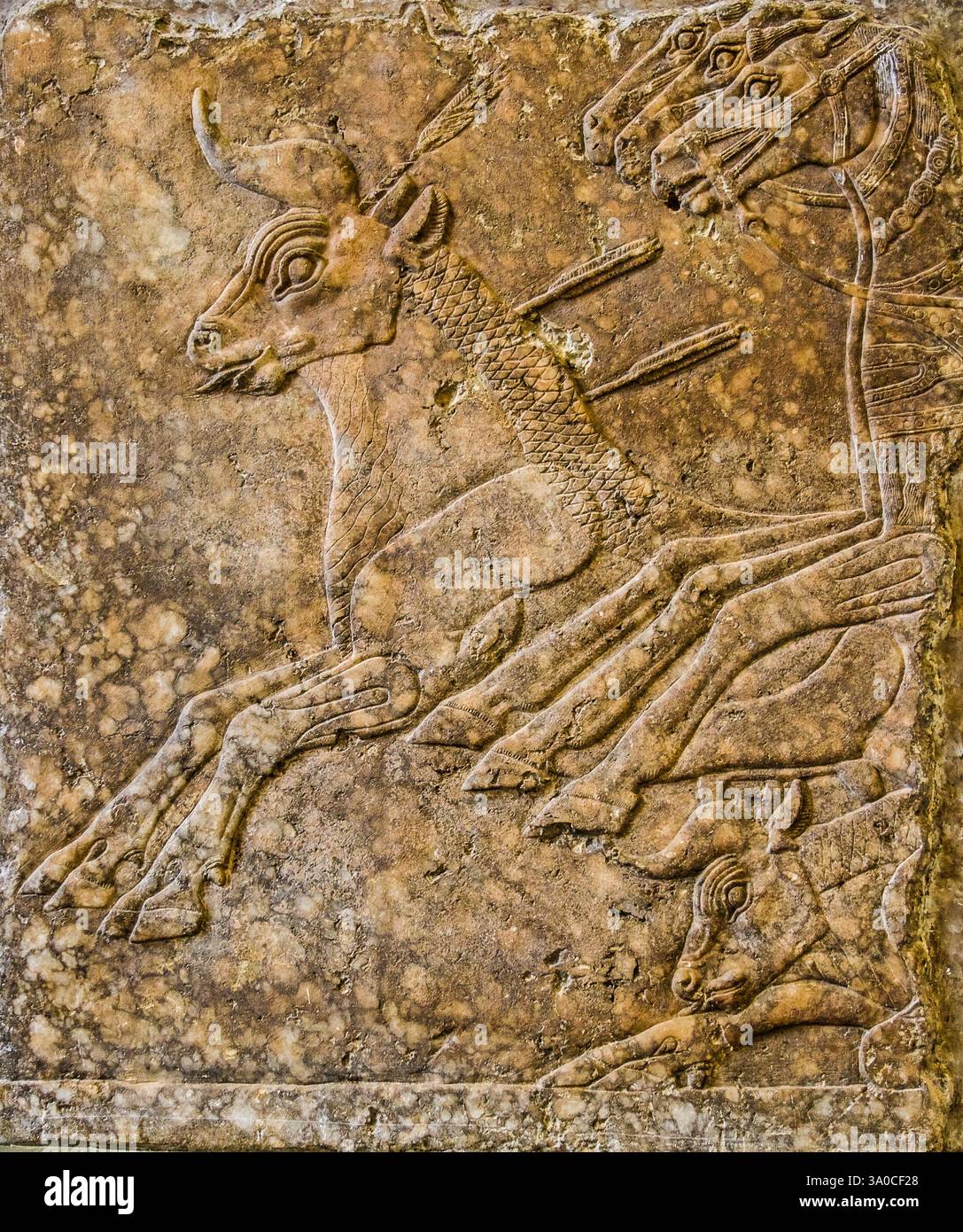 Assyrian relief from Nineveh - Vorderasiatisches Museum Berlin Stock ...