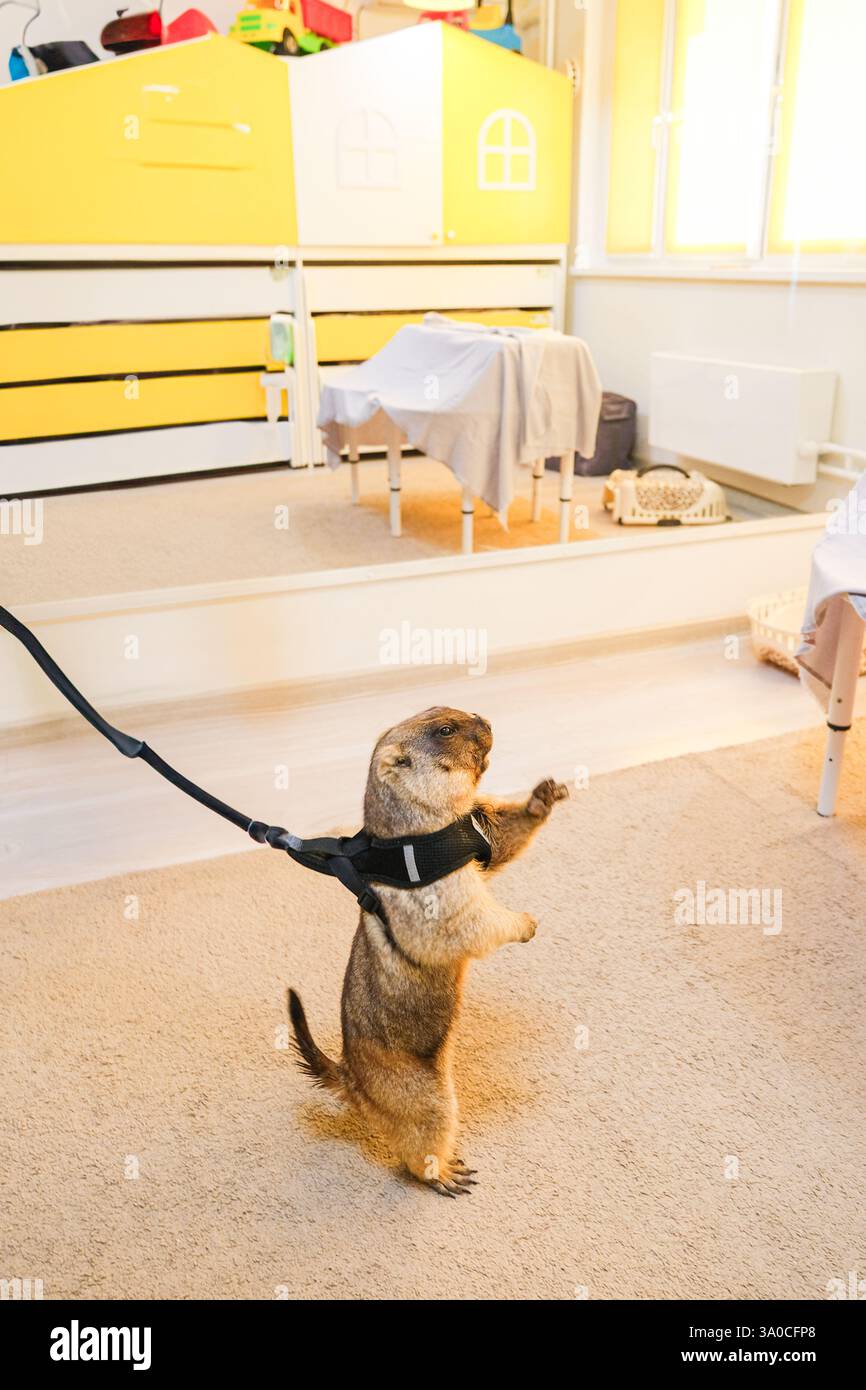 Funny gopher on a leash stands on its hind legs. High quality photo ...