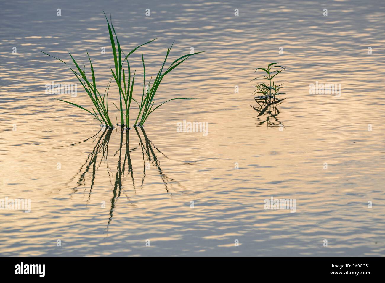 Detail of a rice plant in a rice field in the Ebro Delta at sunset ...