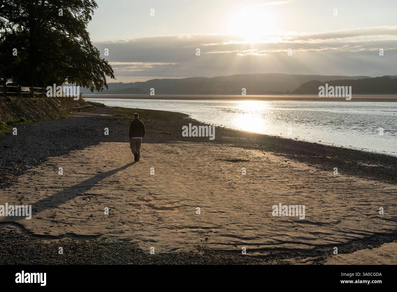 One man walking on the beach at Arnside of the coast of Cumbria ...