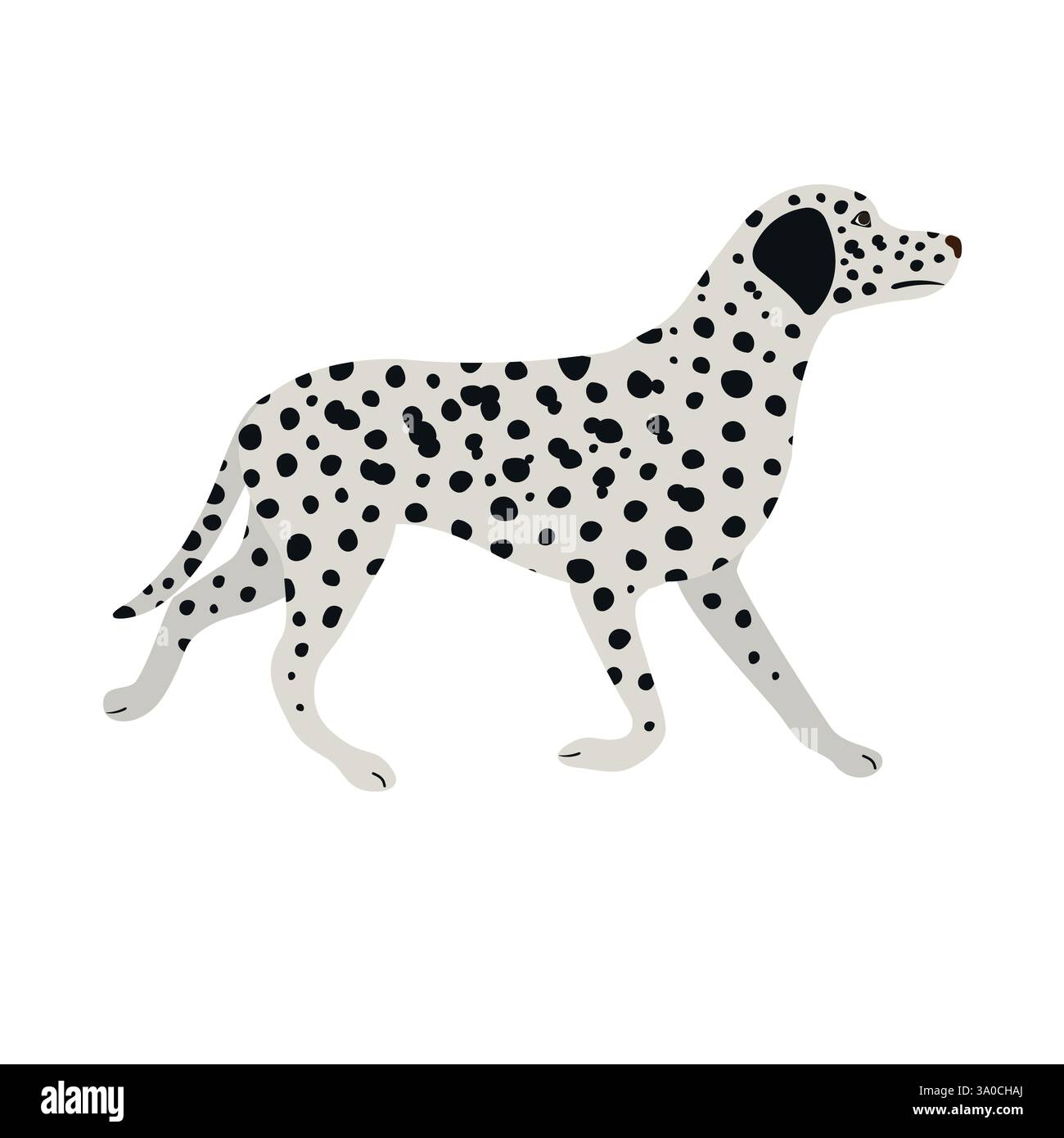 Vector flat hand drawn Dalmatian dog Stock Vector Image & Art - Alamy