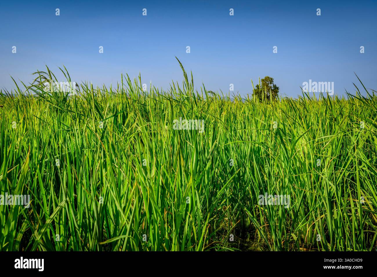 Rice paddy field europe hi-res stock photography and images - Alamy