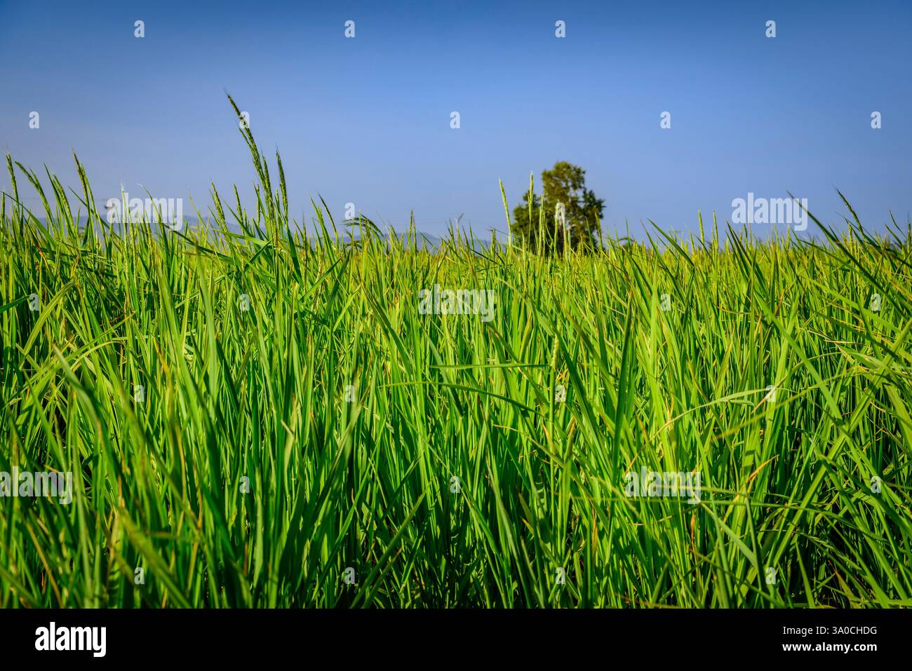 Rice paddy field europe hi-res stock photography and images - Alamy