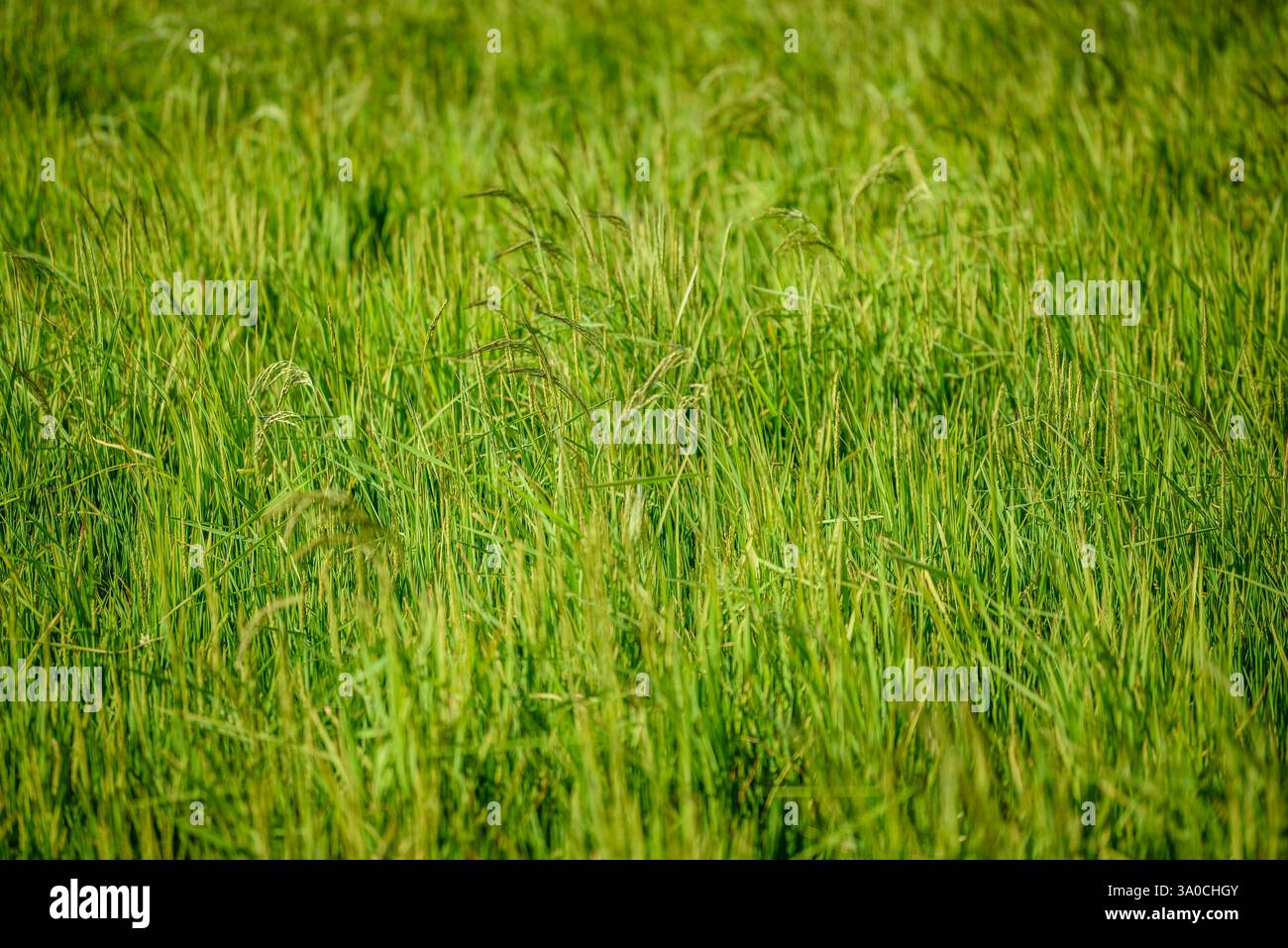 Rice paddy field europe hi-res stock photography and images - Alamy