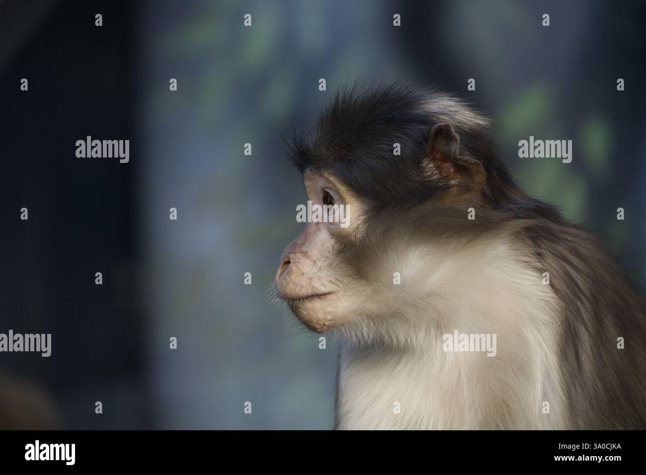 A White-naped mangabey monkey at London Zoo Stock Photo - Alamy