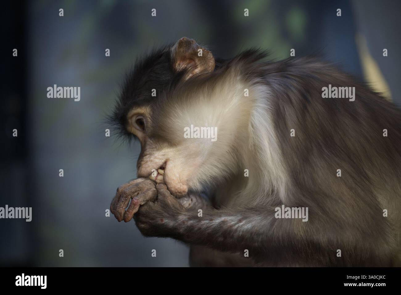 A White-naped mangabey monkey examine it's hand at London Zoo Stock ...