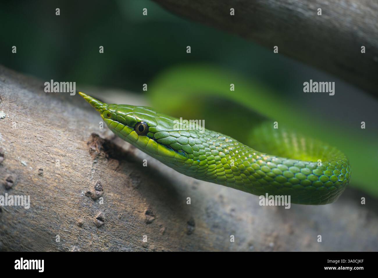 Snake london zoo hi-res stock photography and images - Alamy