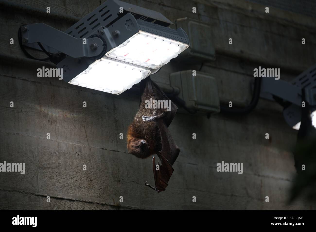 Rodrigues flying fox hanging hi-res stock photography and images - Alamy