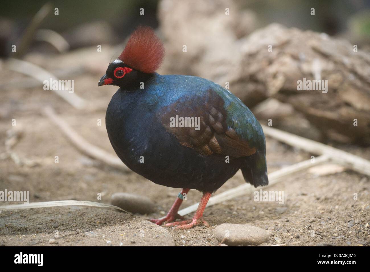 Crested green wood partridge hi-res stock photography and images - Alamy