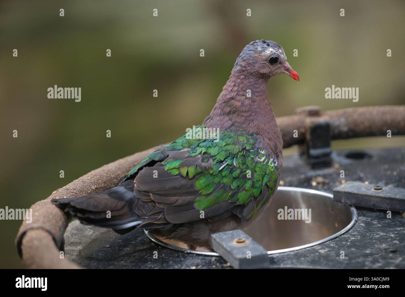 Common emerald dove at London Zoo Stock Photo - Alamy