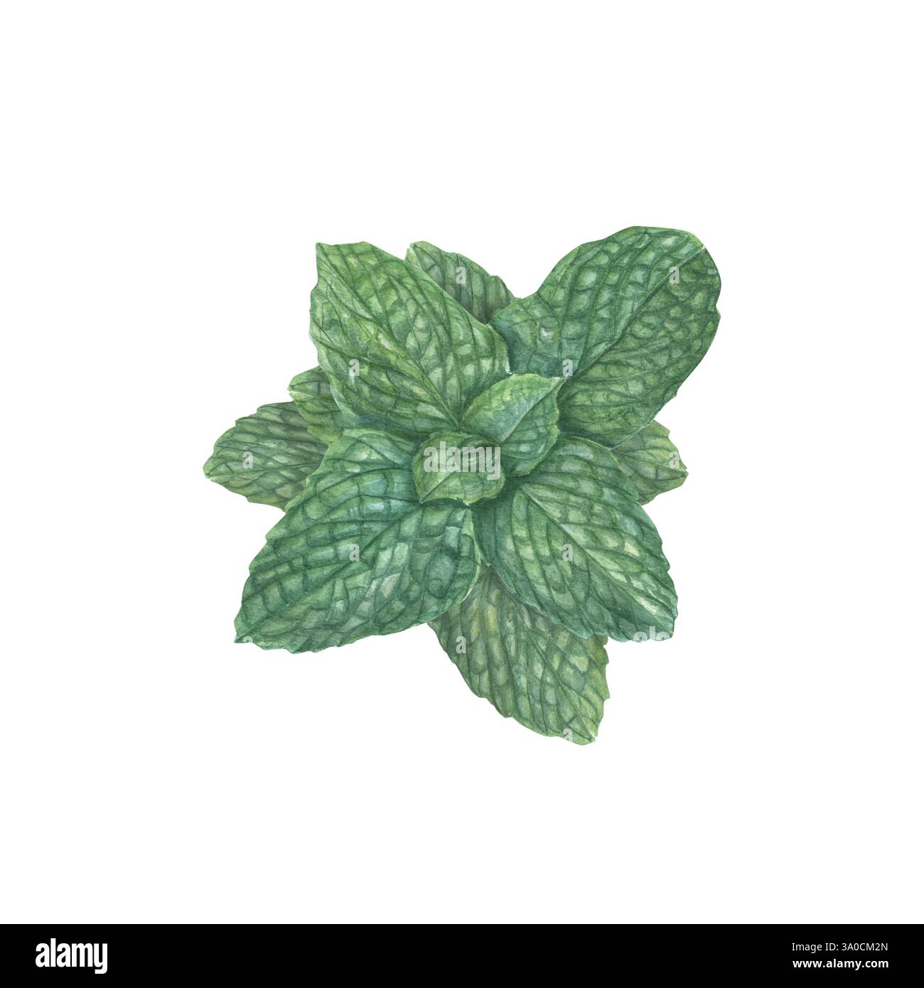 Top view of watercolor fragrant fresh mint leaves illustration isolated ...