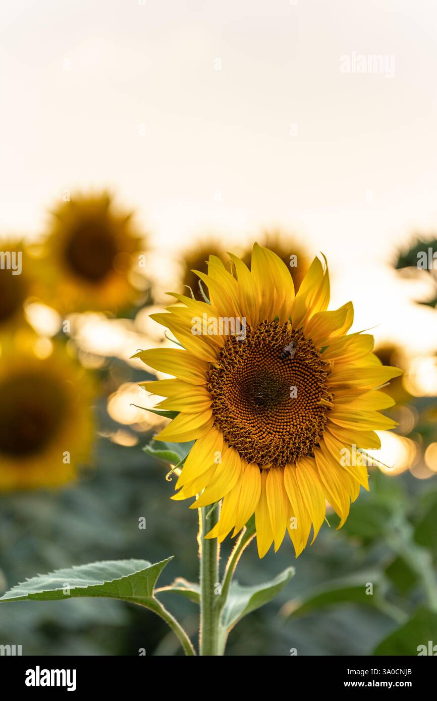Close up photo of the common sunflower or Helianthus annuus is ...