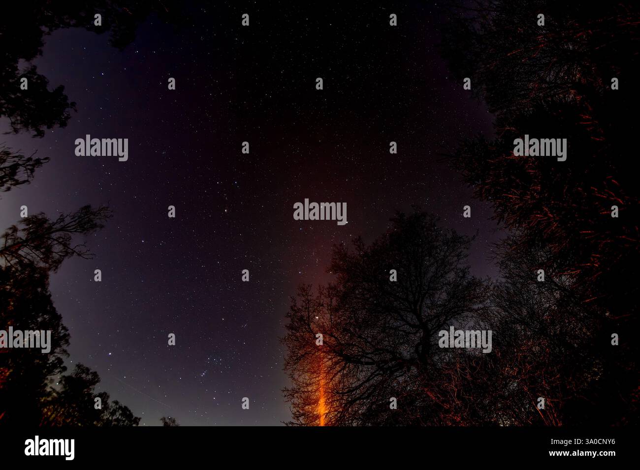 Light beam in trees Stock Photo - Alamy