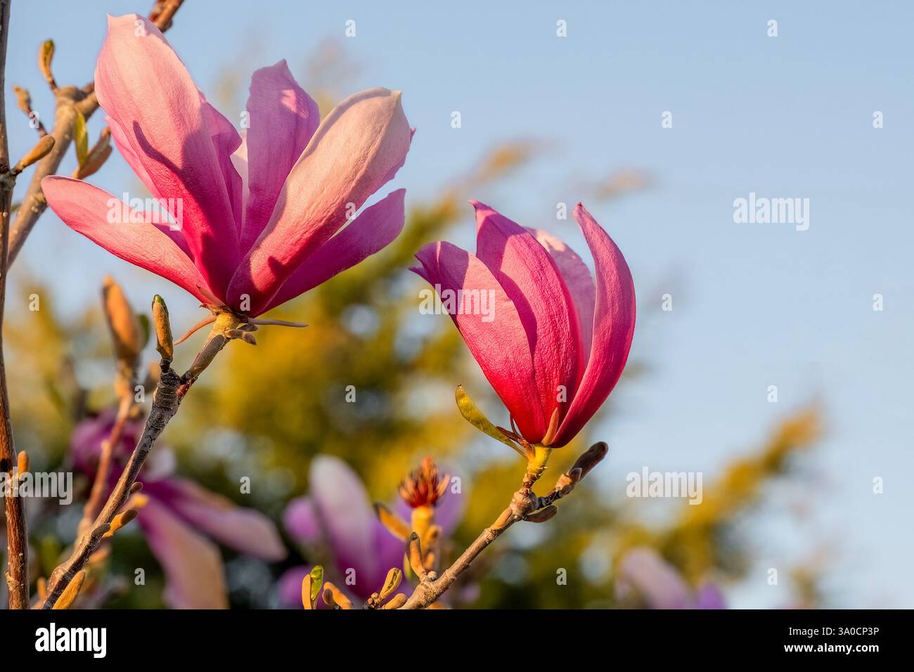 Pink Magnolia liliiflora is a small tree cultivated in China and also ...