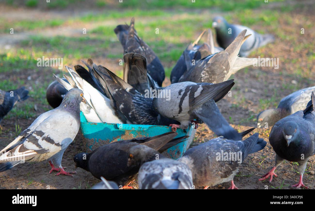 Bird feeding. Flock of pigeons eating food from bowl on sunny morning ...
