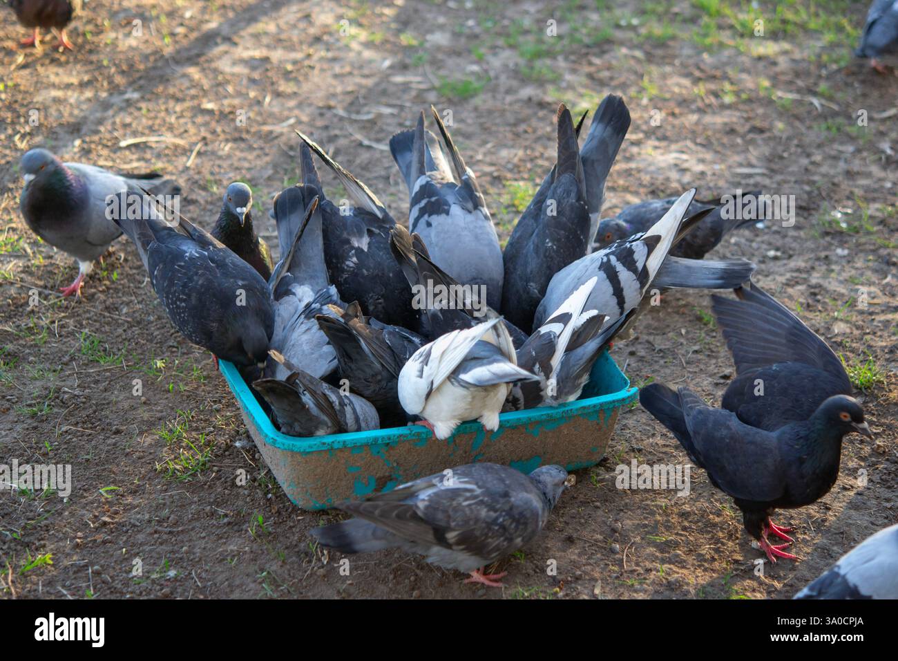 Bird feeding. Flock of pigeons eating food from bowl on sunny morning ...