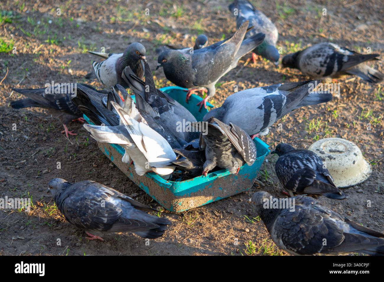 Bird feeding. Flock of pigeons eating food from bowl on sunny morning ...