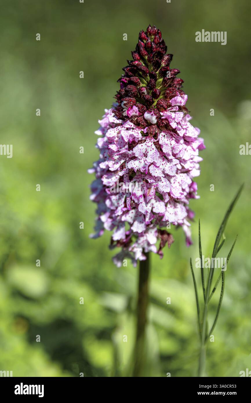 Early spring purple flower Orchis purpurea, mascula, Ophrys ...