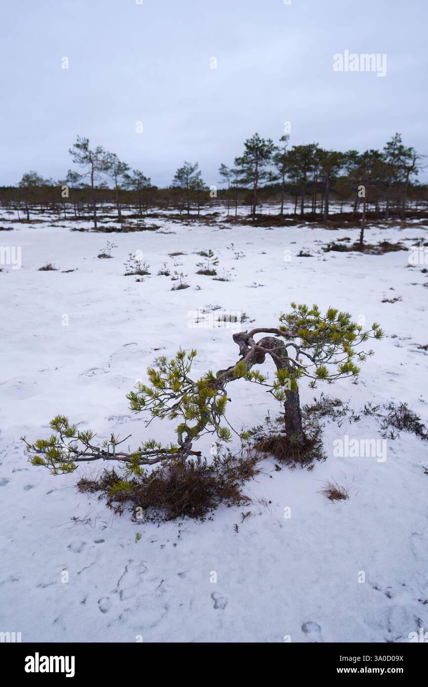 Small twisted pine tree in a snowy swamp landscape with distant trees ...