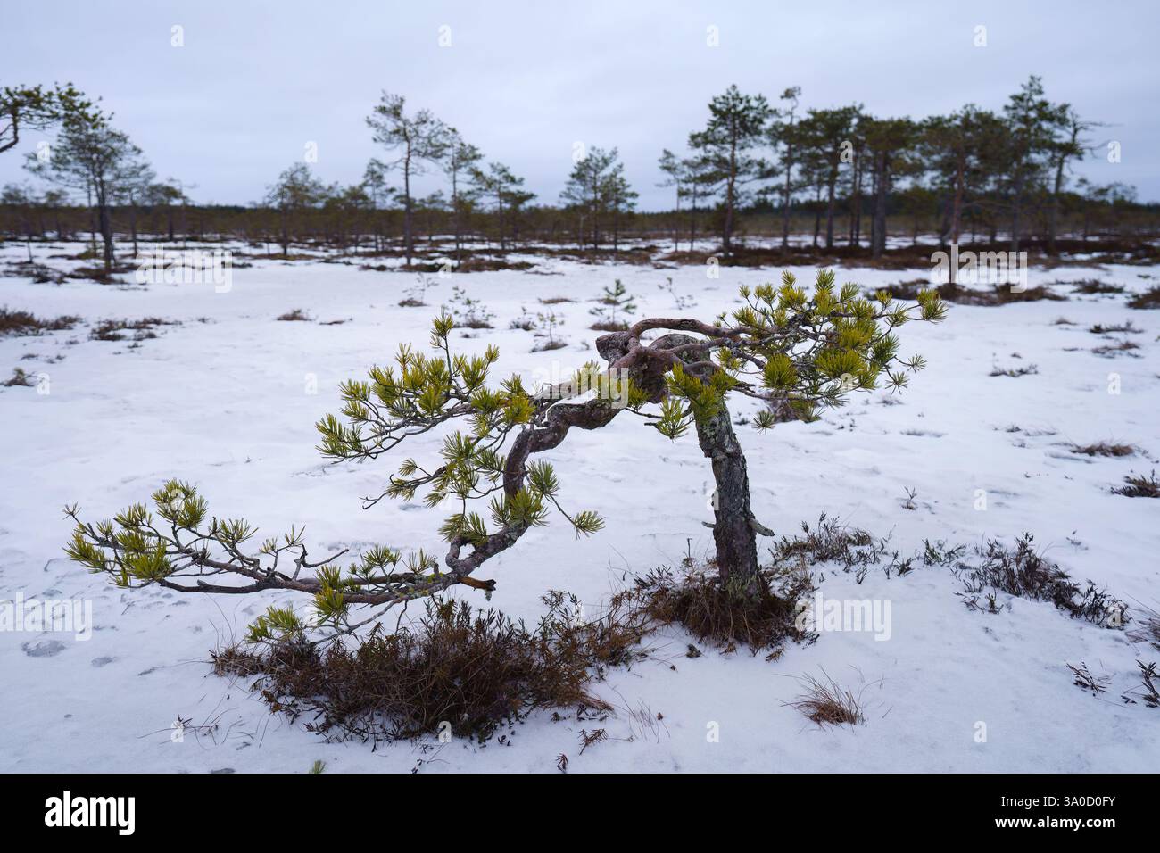 Small twisted pine tree in a snowy swamp landscape with distant trees ...