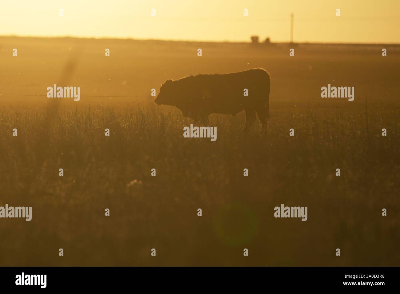 A cow grazes a field at sunset Sunday, Feb. 23, 2025, in Brownfield ...