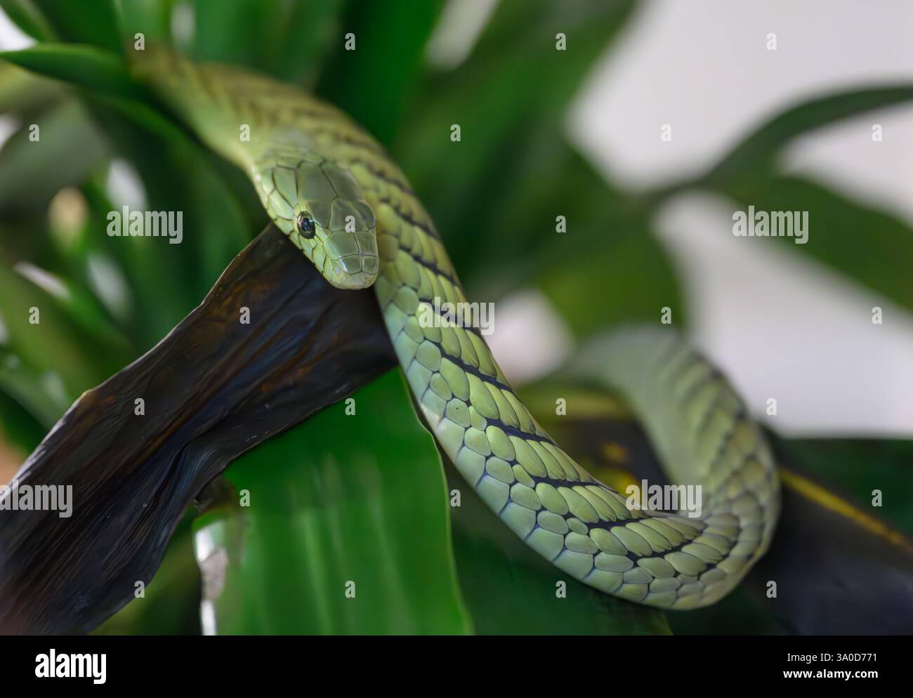 24 February 2025, Brandenburg, Mittenwalde: A green mamba, considered ...