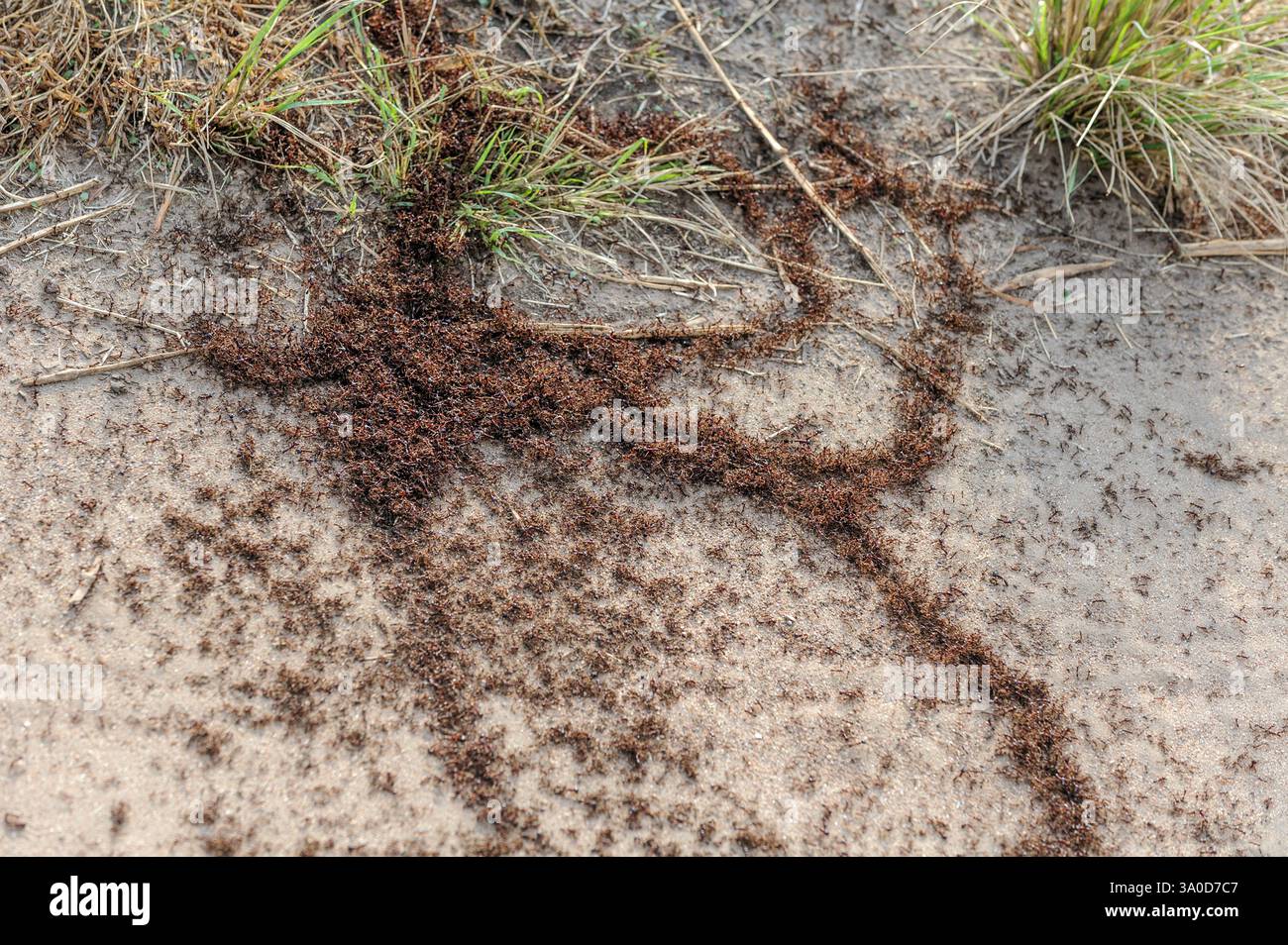 Safari ants (Dorylus sp.) from Queen Elizabeth NP, Uganda Stock Photo ...