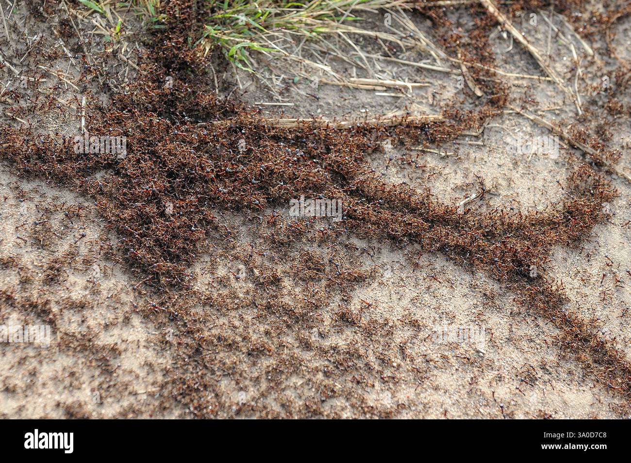 Safari ants (Dorylus sp.) from Queen Elizabeth NP, Uganda Stock Photo ...