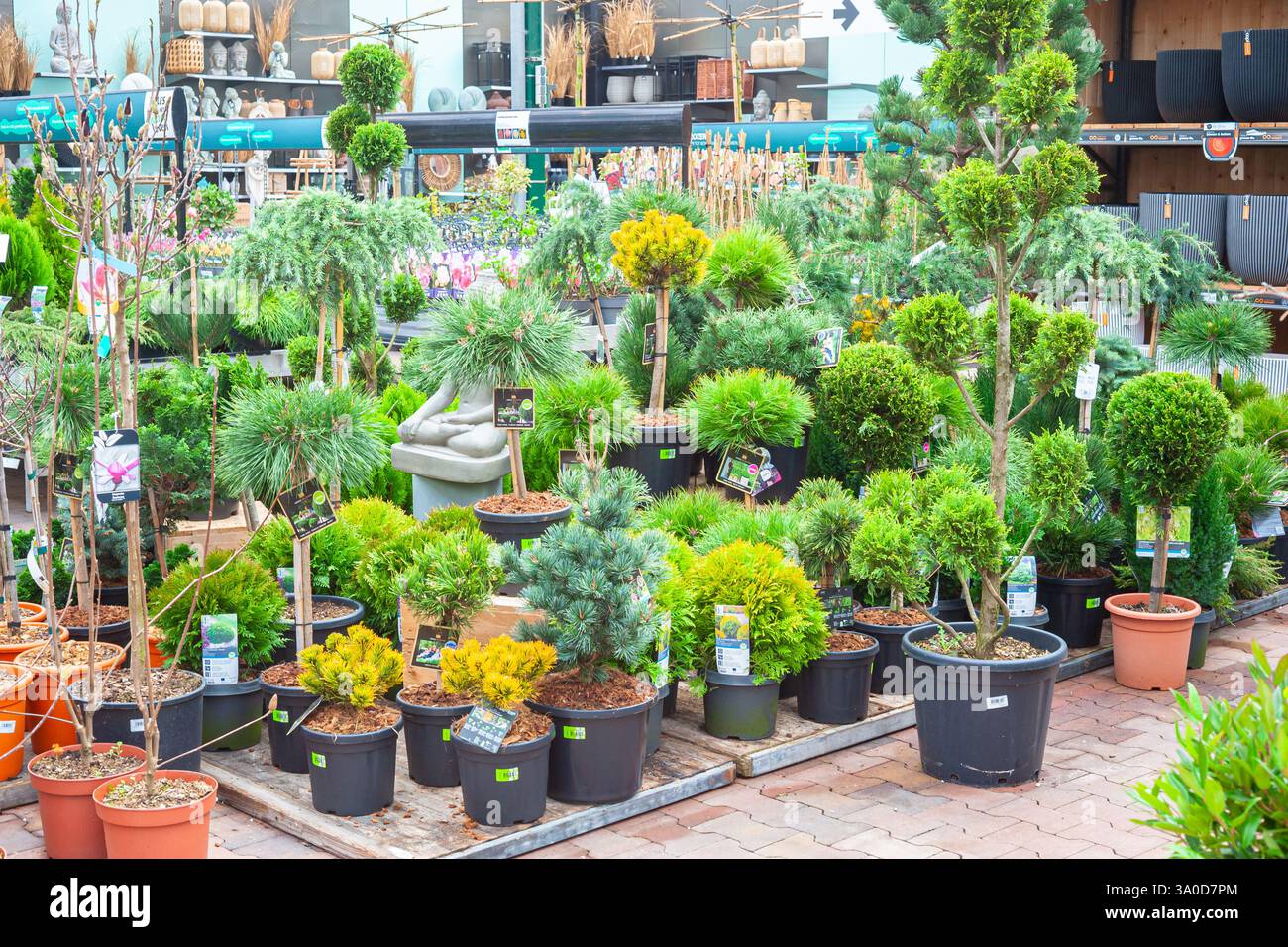 Pots with conifers with fresh green colors in a garden centre Stock ...