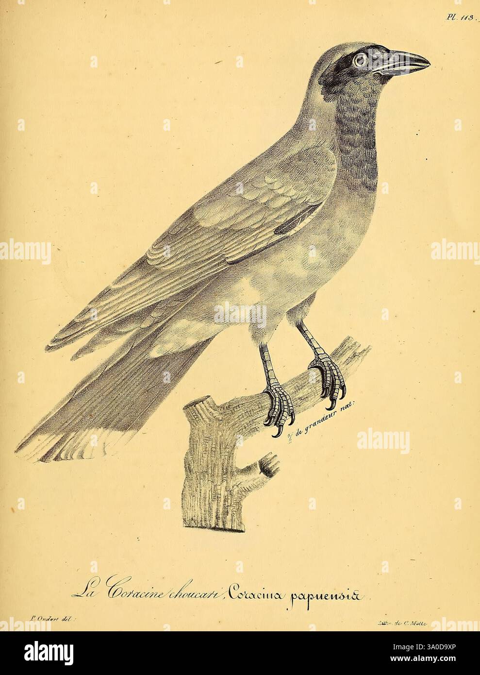 Bird showcases distinctive features hi-res stock photography and images ...