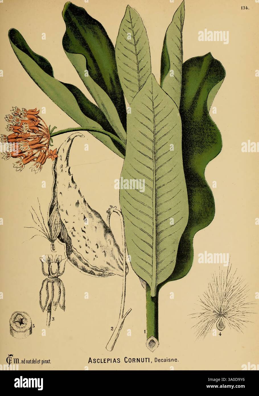 American, medicinal, plants, New York, Boericke & Tafel, c1887, botany ...