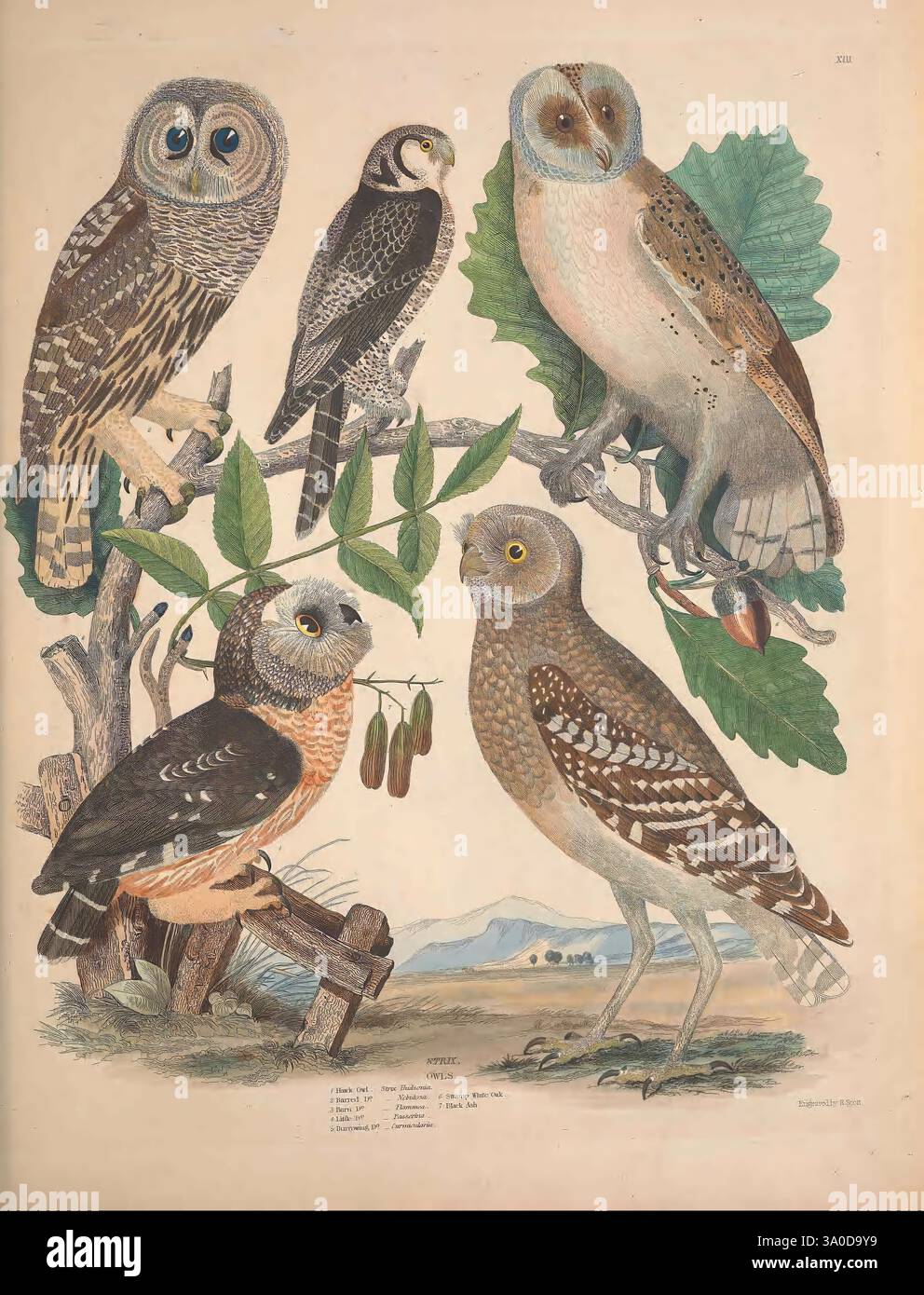 Prominent barn owl stands hi-res stock photography and images - Alamy