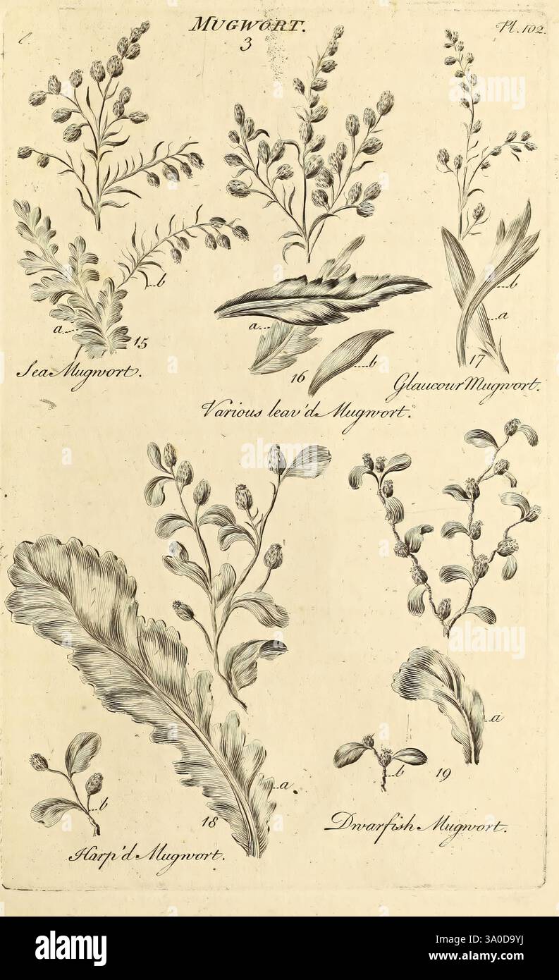 The vegetable system, London, 1759-1763, botany, pictorial works, This ...