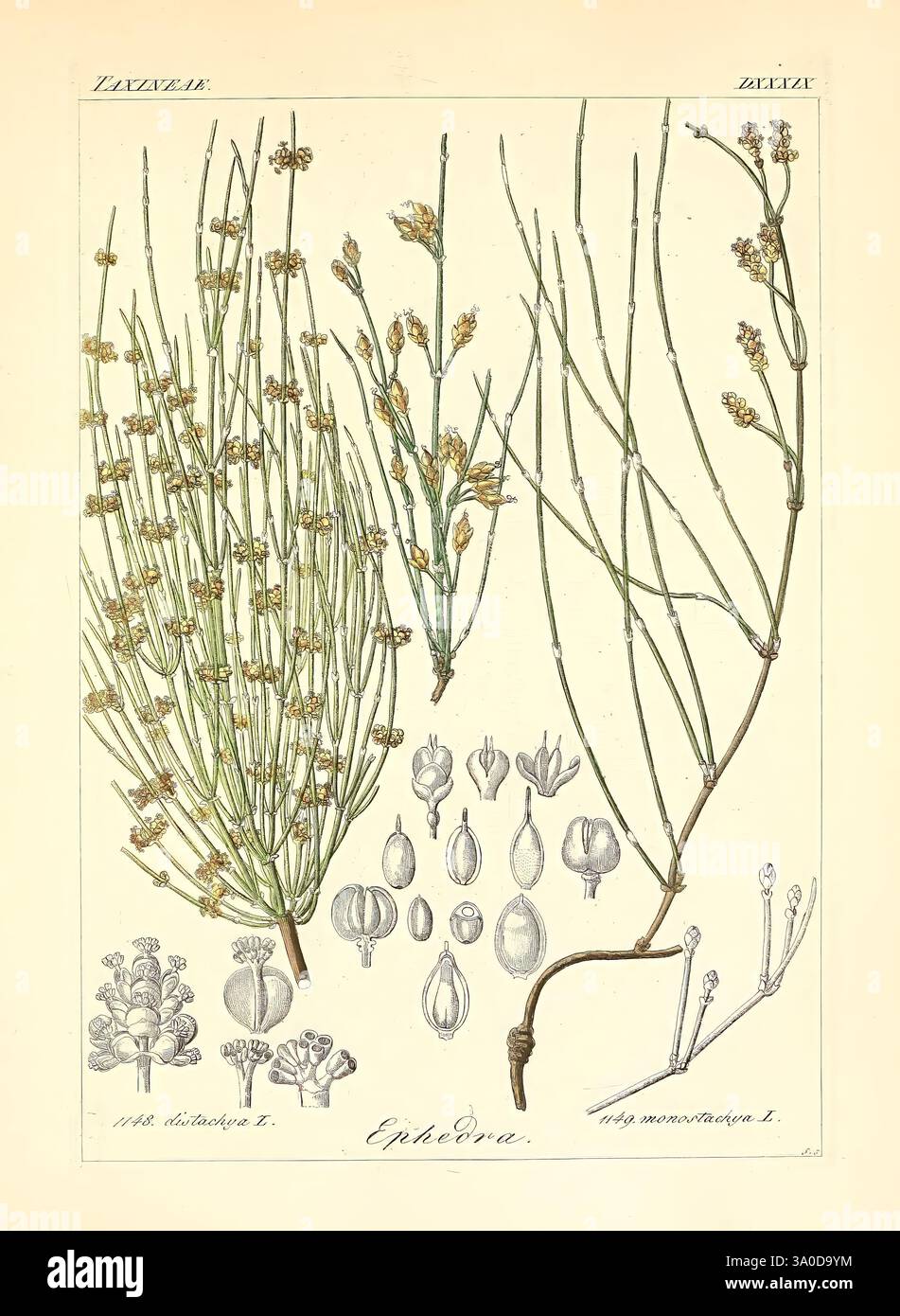 Depicted alongside detailed botanical drawings hi-res stock photography ...