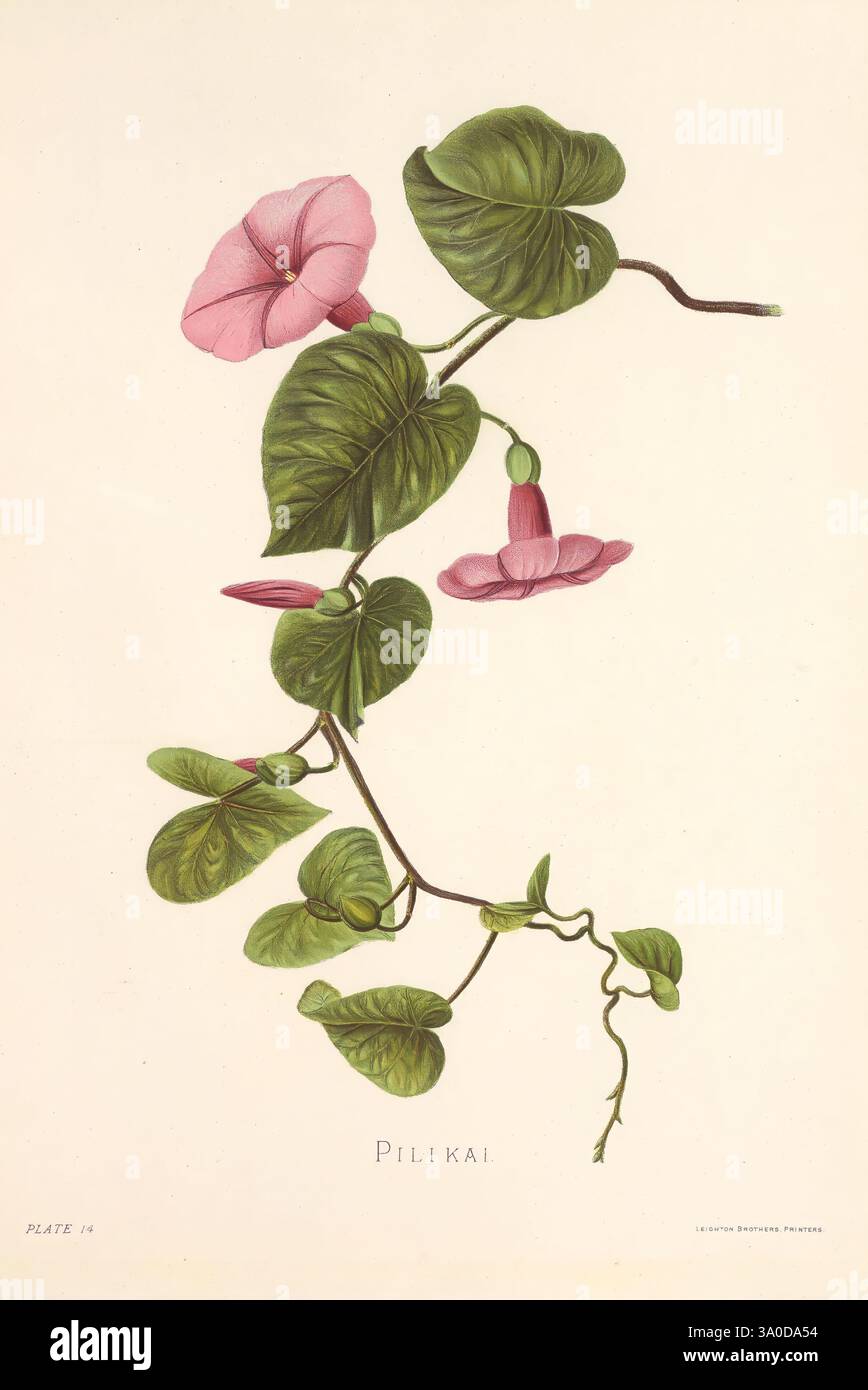 Indigenous, flowers, of, the, Hawaiian, islands, London, Sampson, Low ...