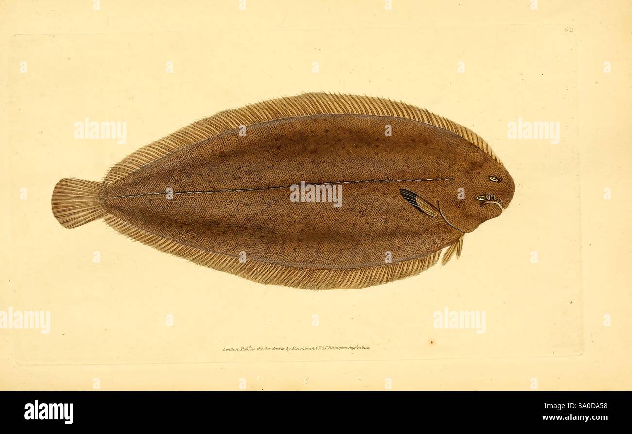 Elegant line separates hi-res stock photography and images - Alamy