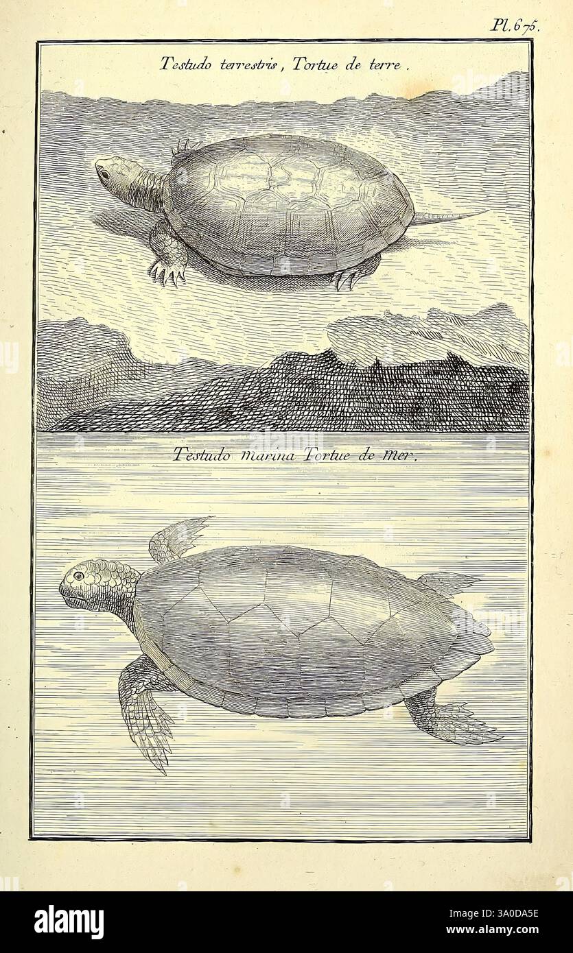 Sturdy limbs adapted hi-res stock photography and images - Alamy