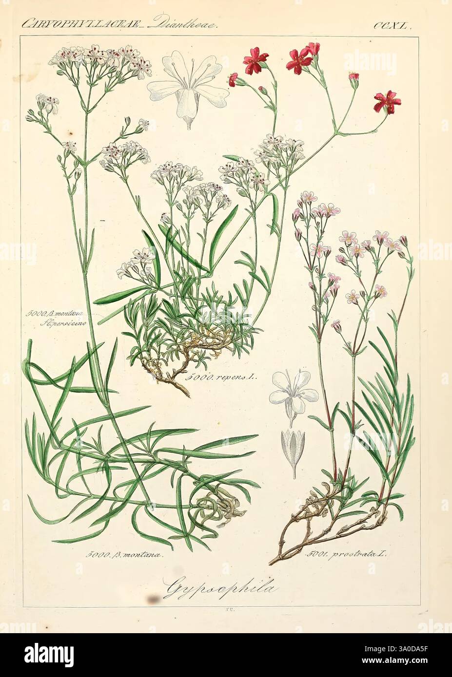 Depictions of diverse flora hi-res stock photography and images - Alamy