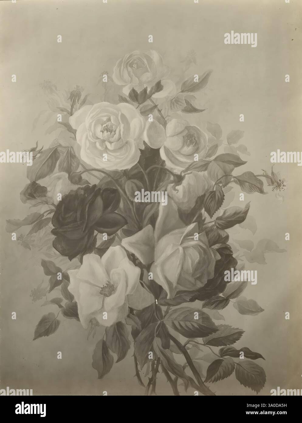 Arrangement of roses showcases hi-res stock photography and images - Alamy