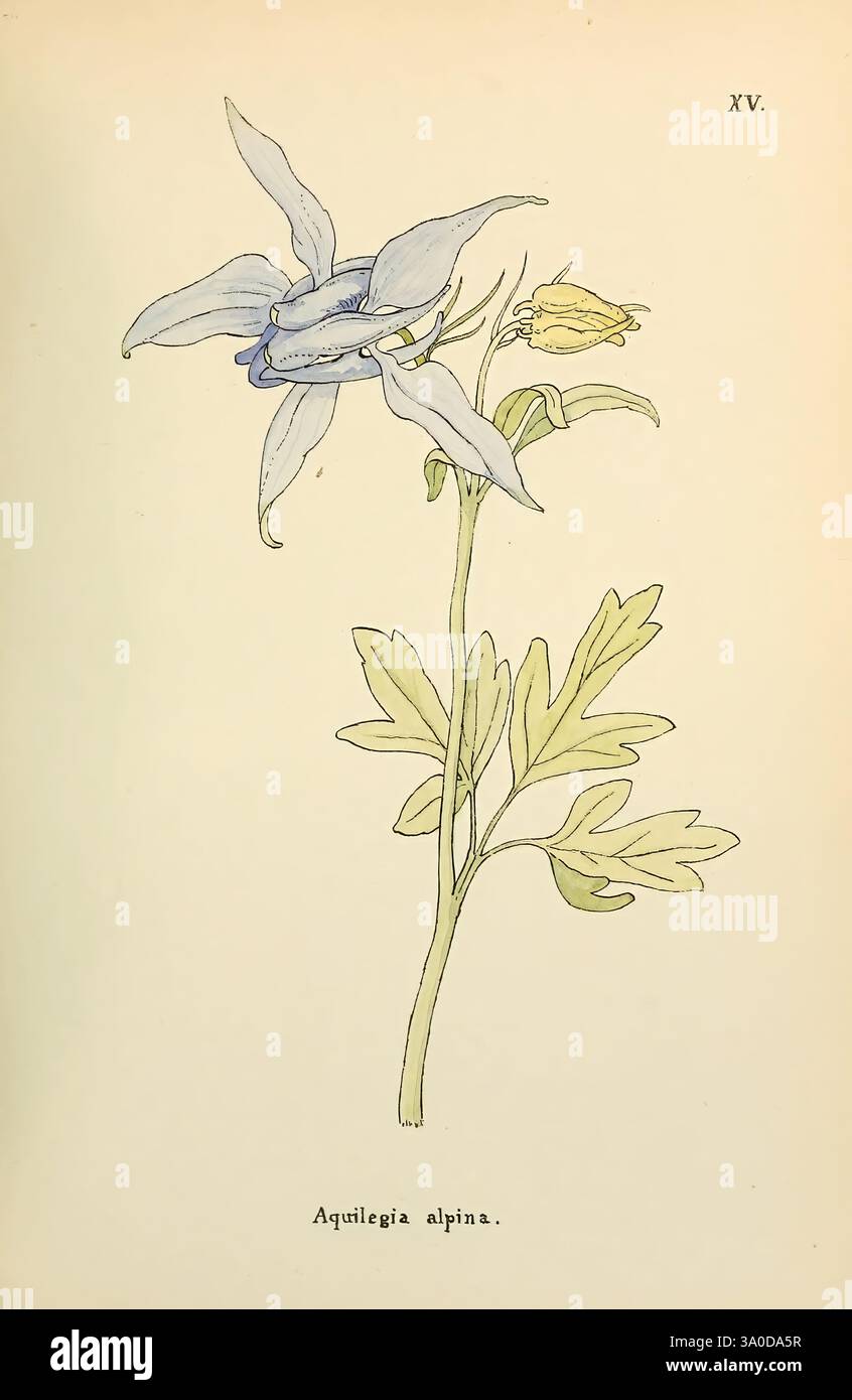 Elongated nectar spurs hi-res stock photography and images - Alamy