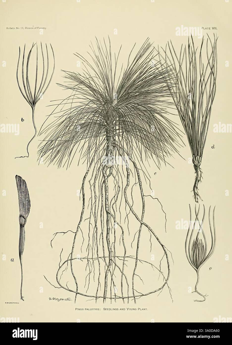 The, timber, pines, of, the, southern, United States, Washington, Govt ...